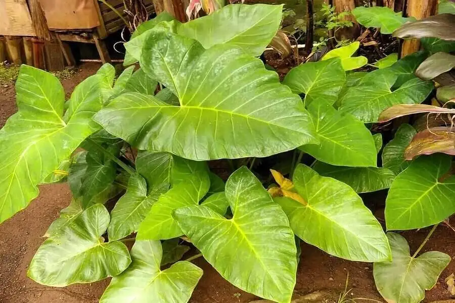 Mengenal 4 Jenis Talas yang Bisa Dimakan dan Diolah